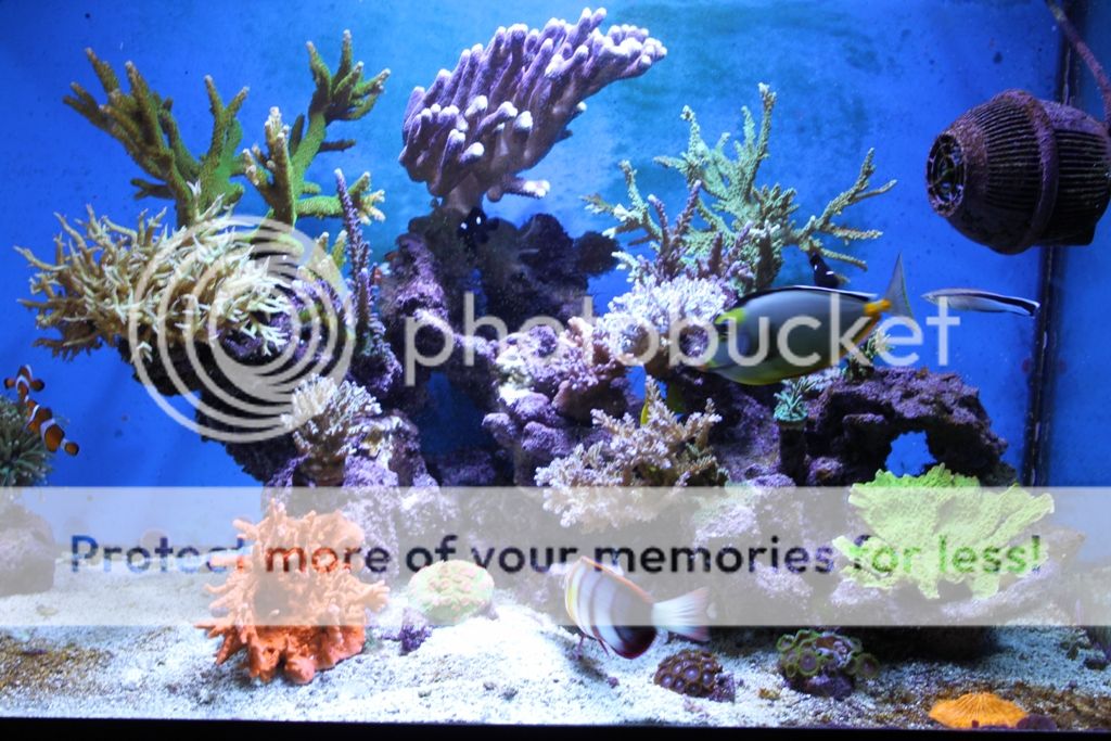 ponape birdsnest care | Reef2Reef