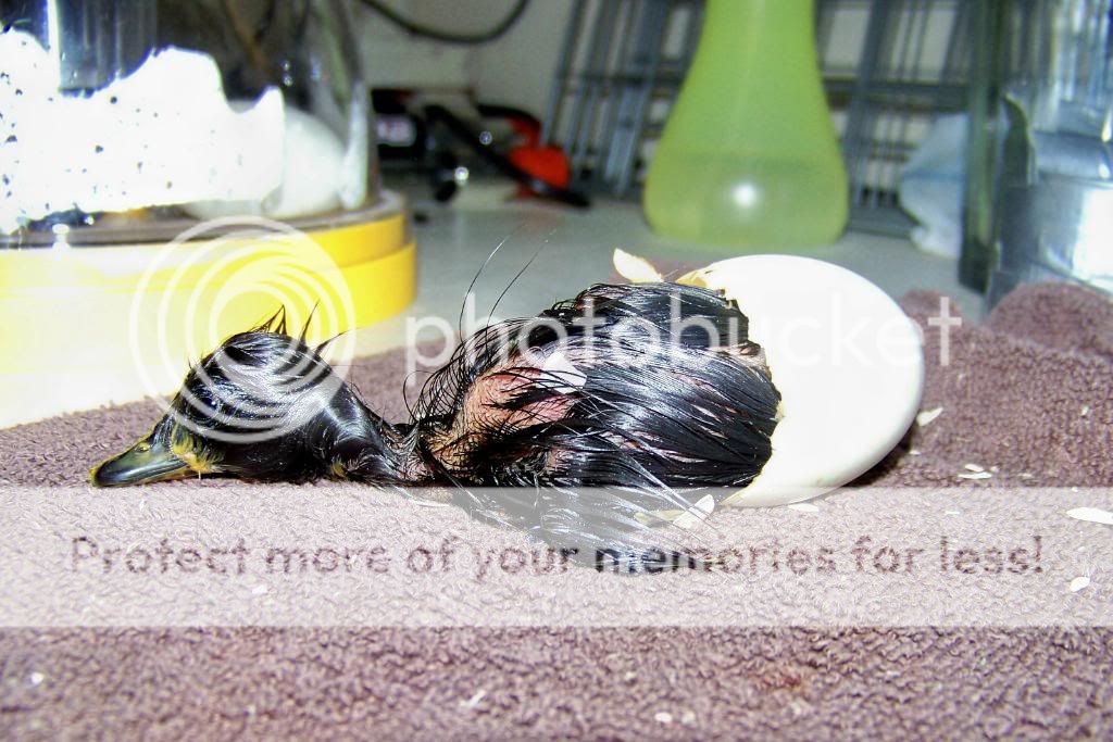 Pekin x Runner Duck cross. **THEY'RE HERE**PICS!!** | Page 2 | BackYard ...