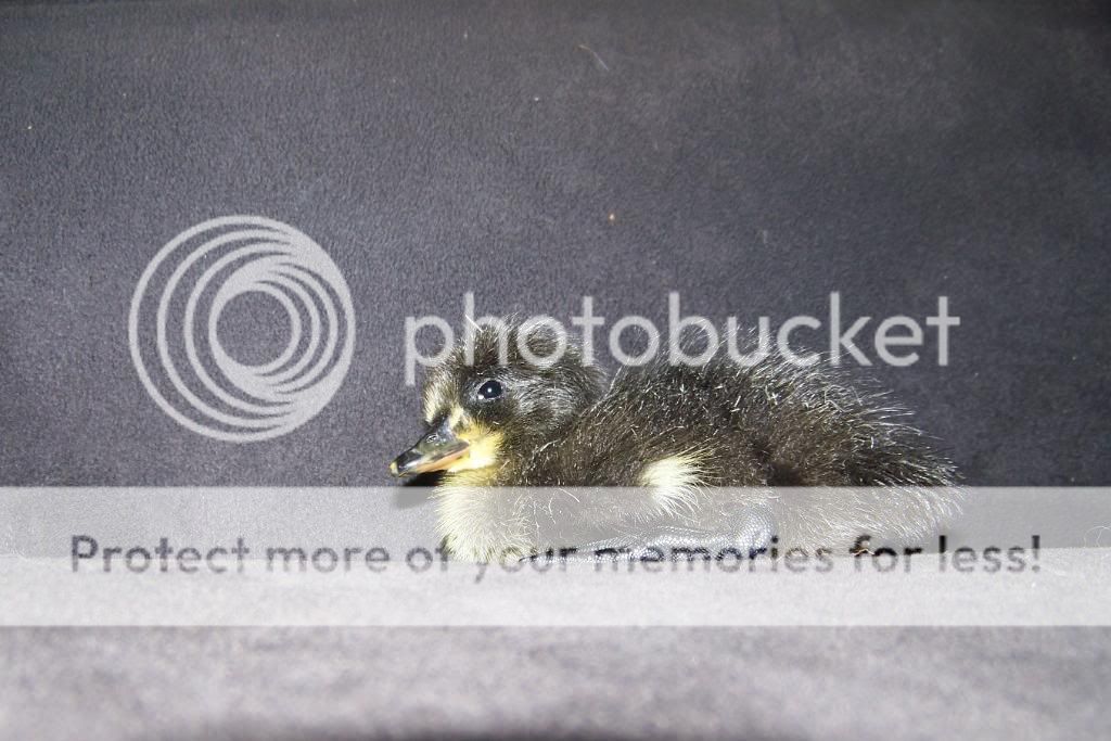 Pekin x Runner Duck cross. **THEY'RE HERE**PICS!!** | Page 2 | BackYard ...