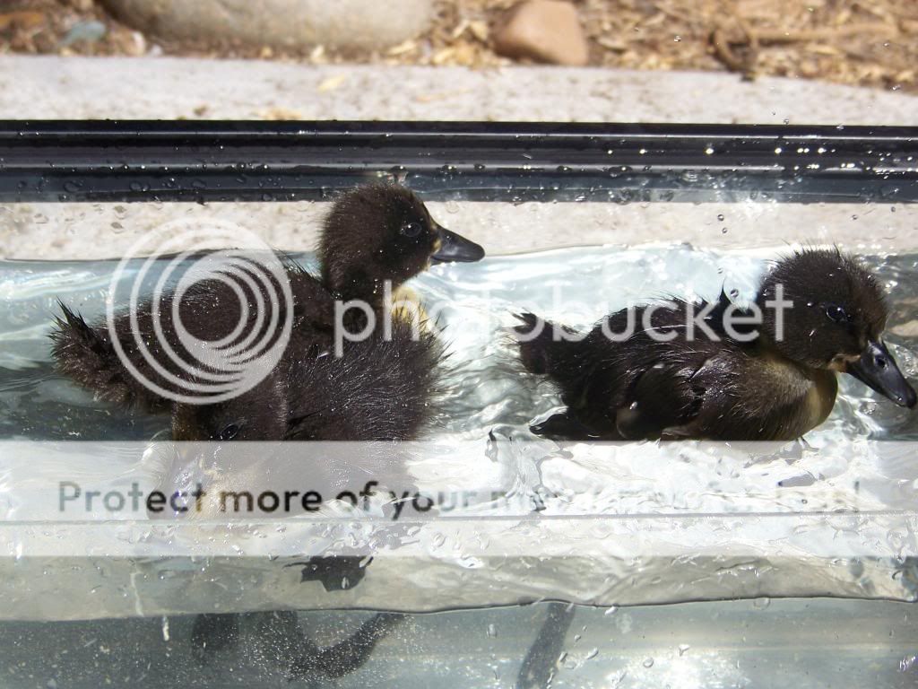 Pekin x Runner Duck cross. **THEY'RE HERE**PICS!!** | Page 3 | BackYard ...